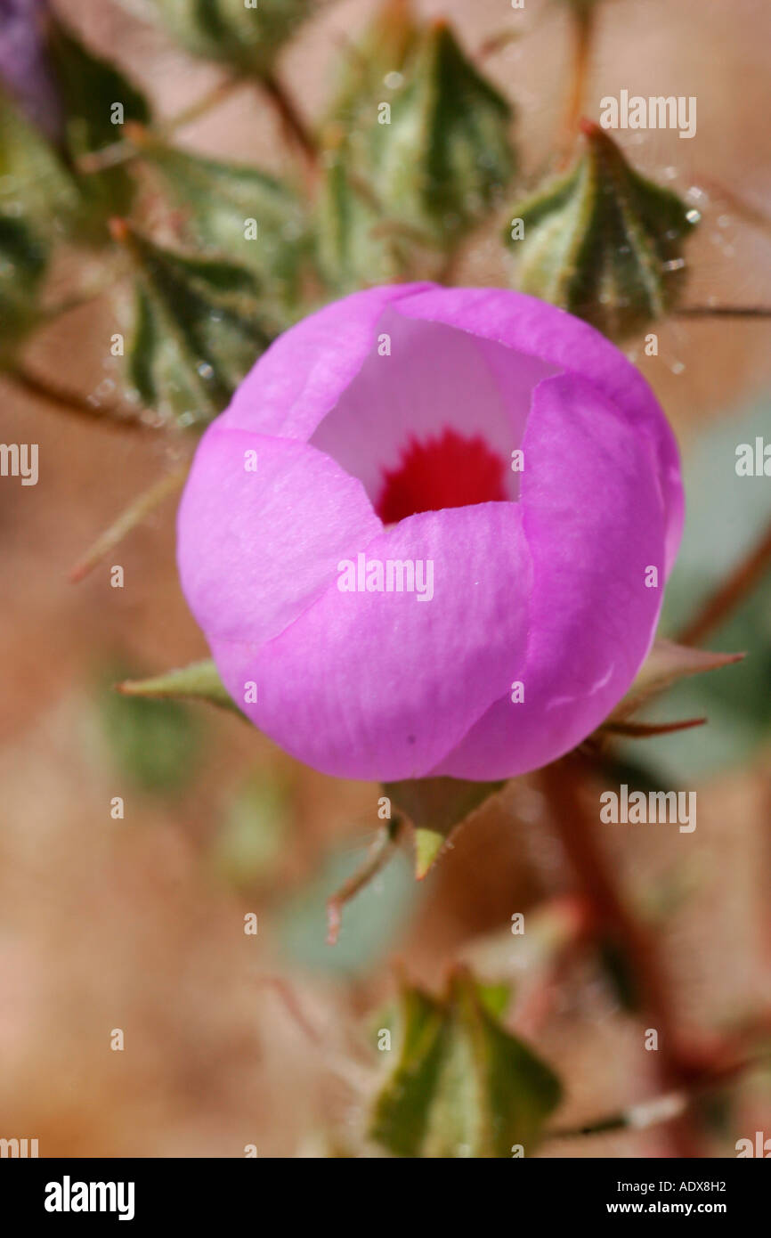 Pink california wildflower hi-res stock photography and images - Alamy