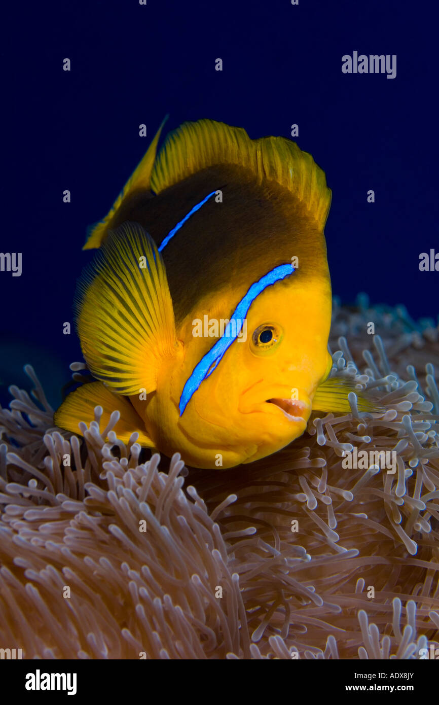 Bora bora french polynesia fishes hi-res stock photography and images ...