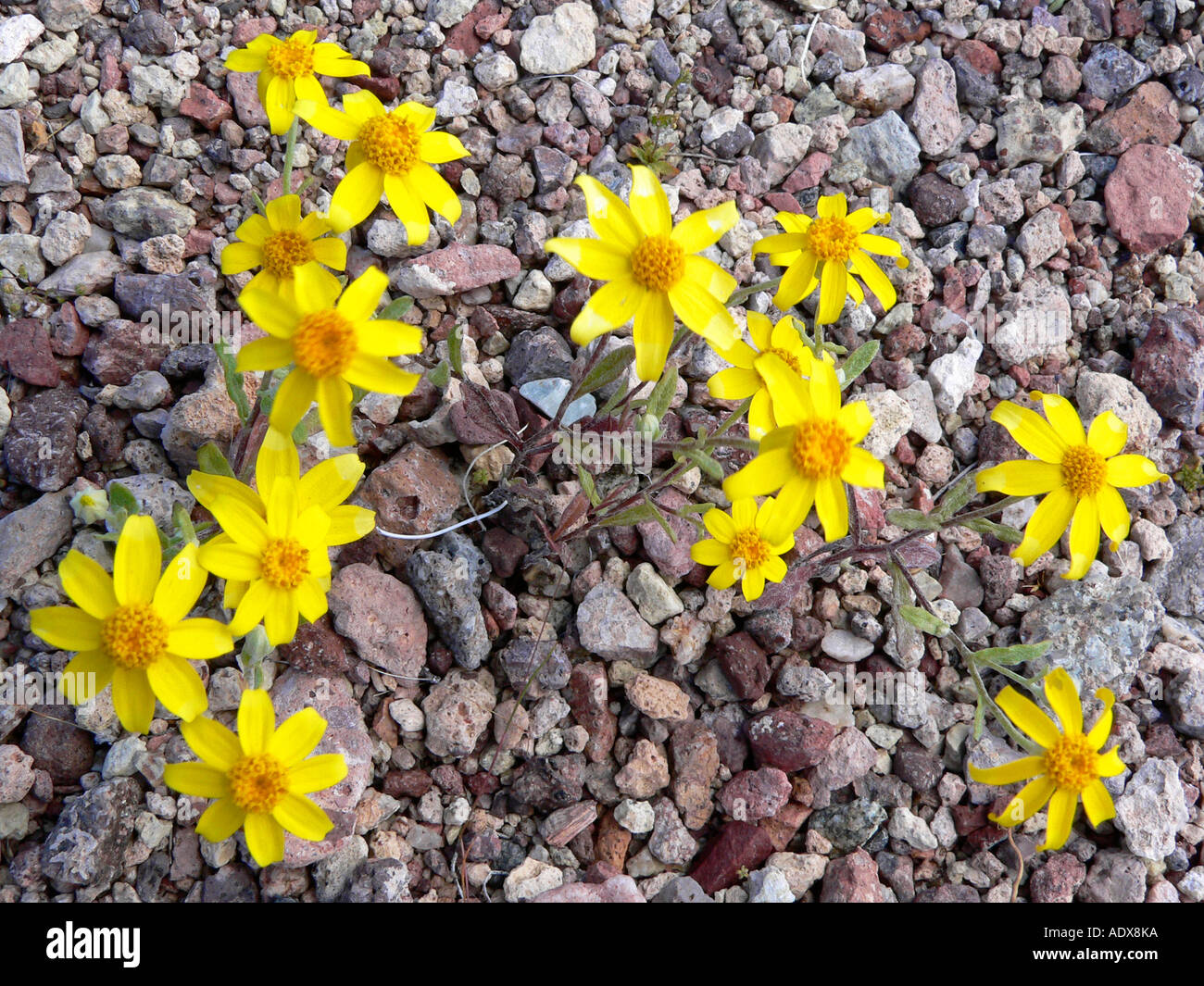 wildflowers in the desert desert daisy Death Valley California USA ...