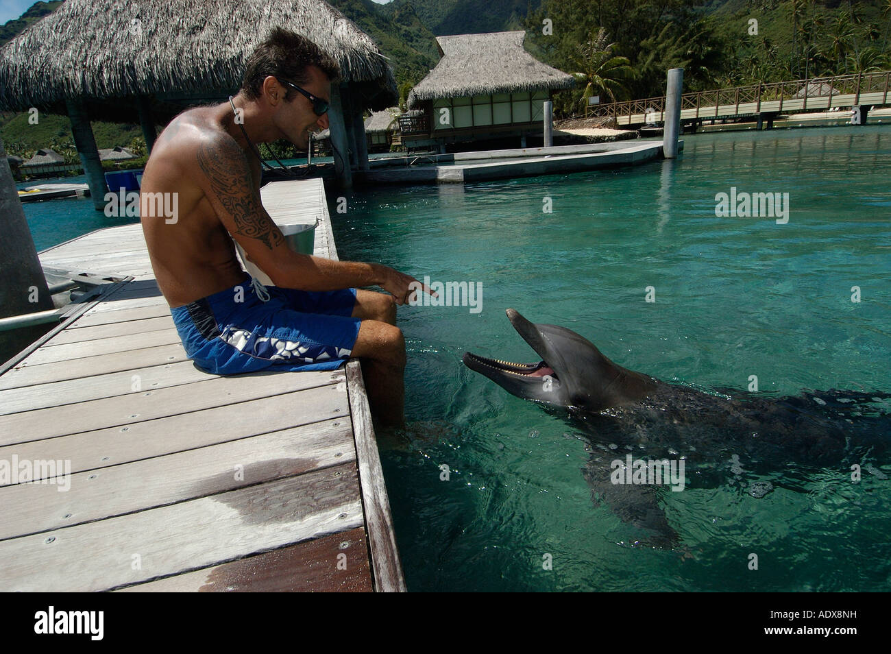 Dolphin tame hi-res stock photography and images - Alamy