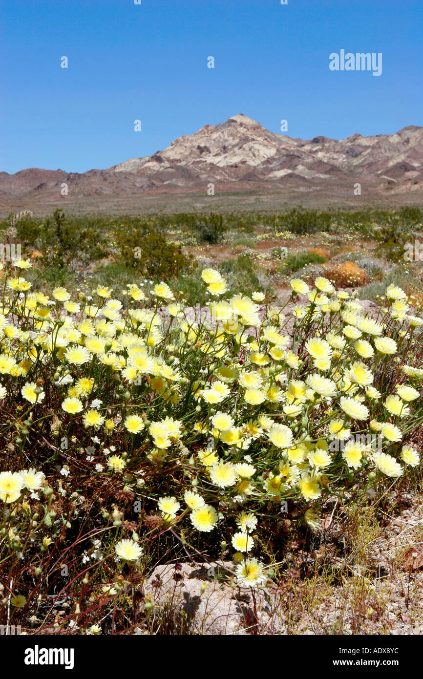 wildflowers in the desert desert chicory desert dandelion Death Valley ...