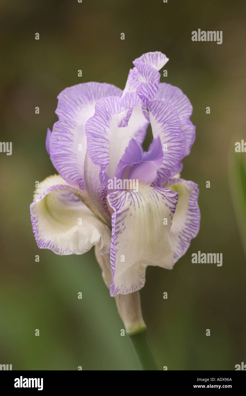 Bearded Iris Fort Mason Community Garden San Francisco California Stock ...