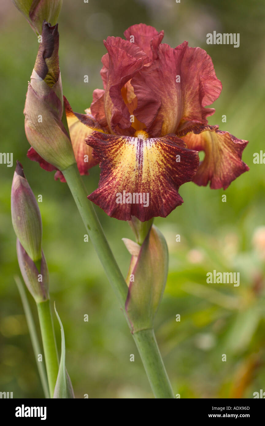 Copper and Gold Bearded Iris Fort Mason Community Garden San Francisco ...