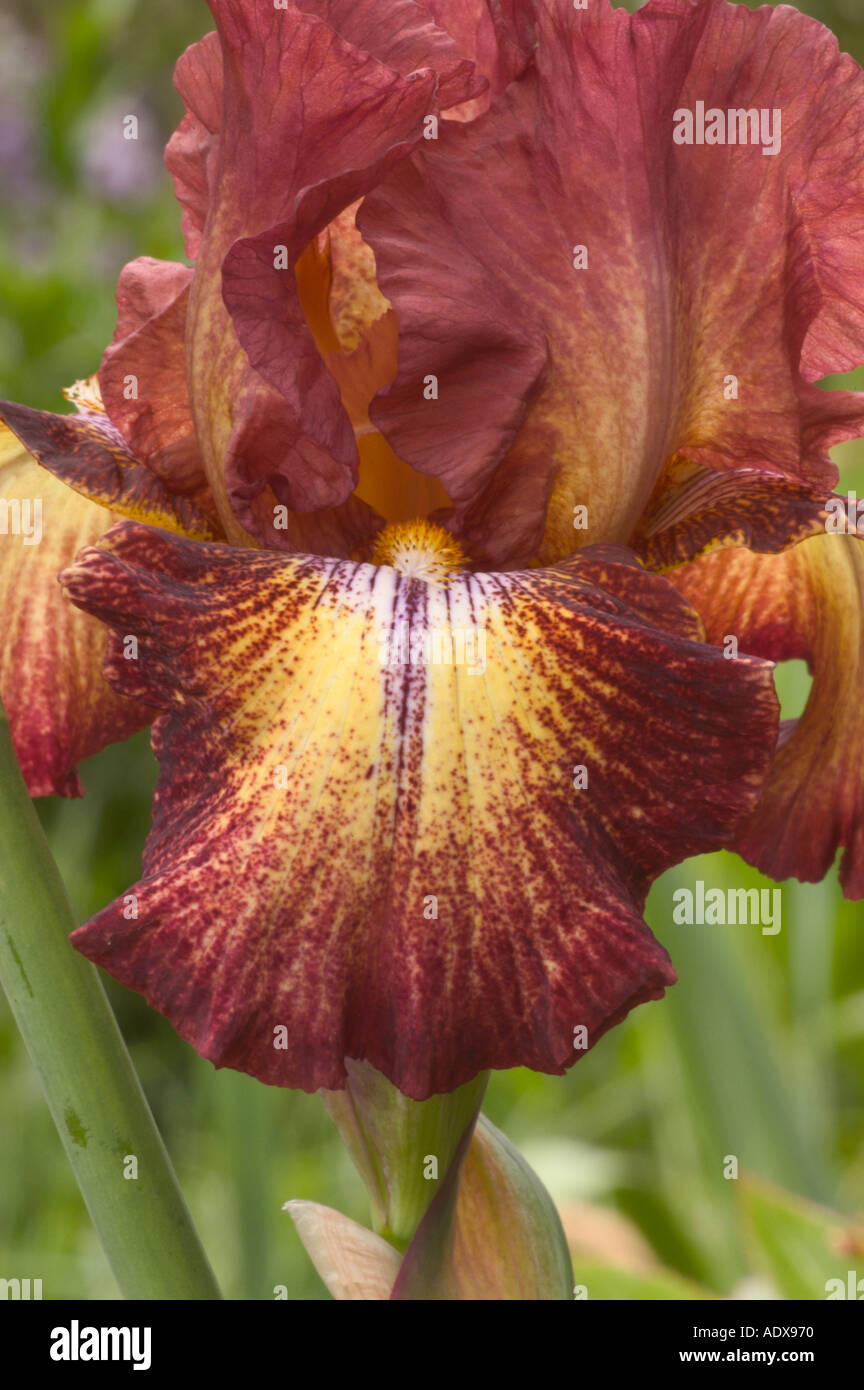 Copper and Gold Bearded Iris Fort Mason Community Garden San Francisco ...
