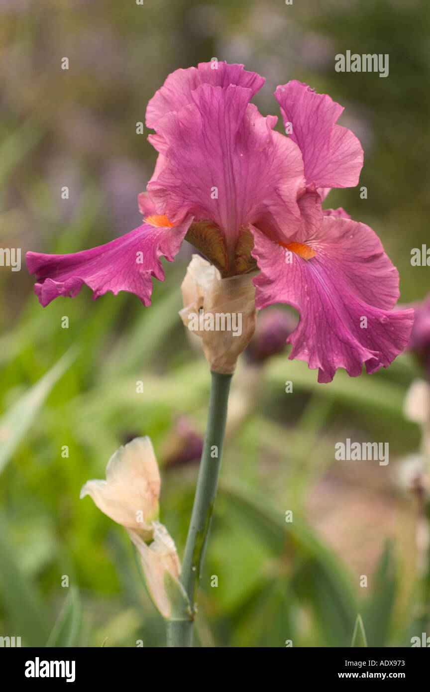 Magenta Bearded Iris Fort Mason Community Garden San Francisco ...