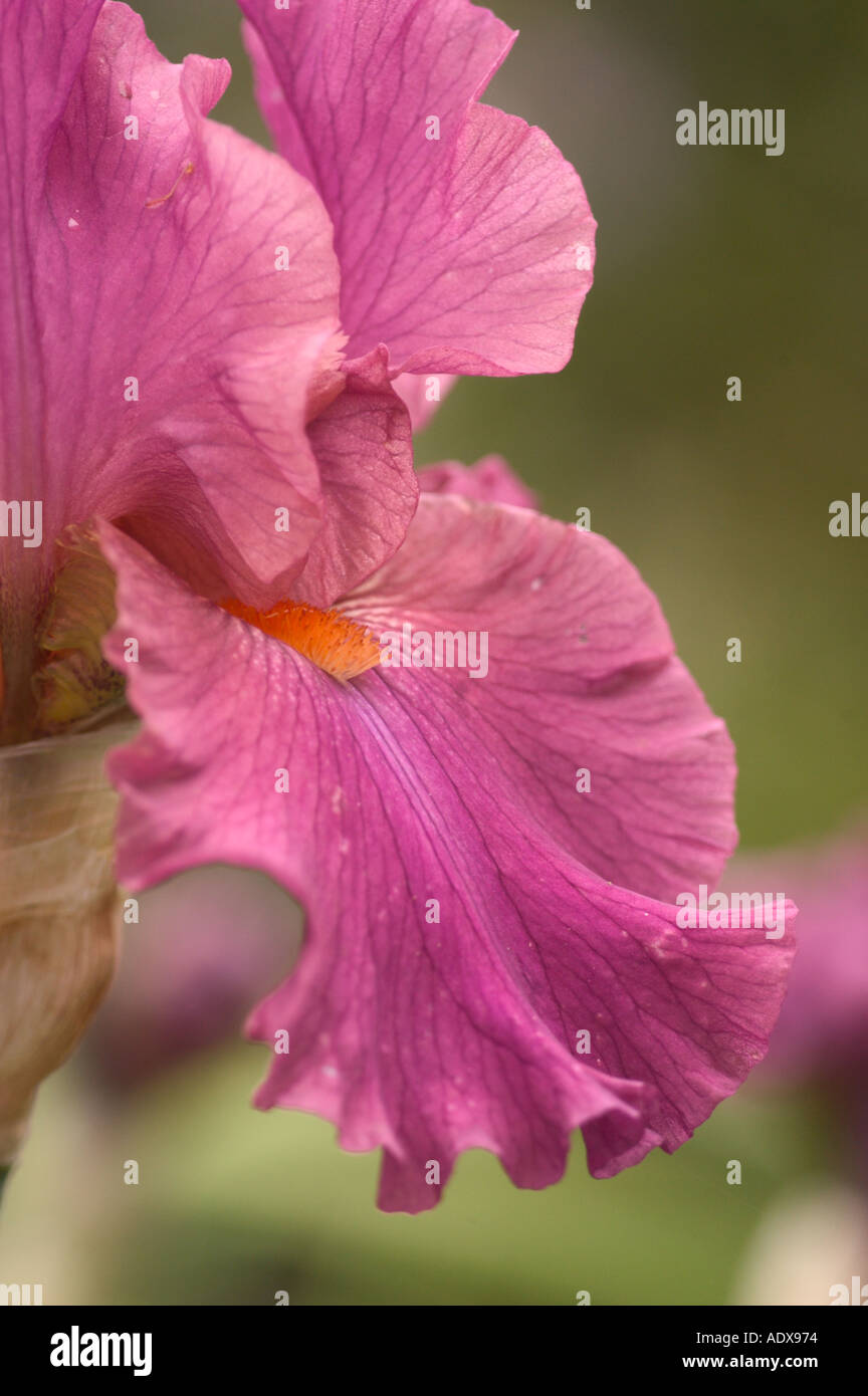 Magenta Bearded Iris Fort Mason Community Garden San Francisco ...