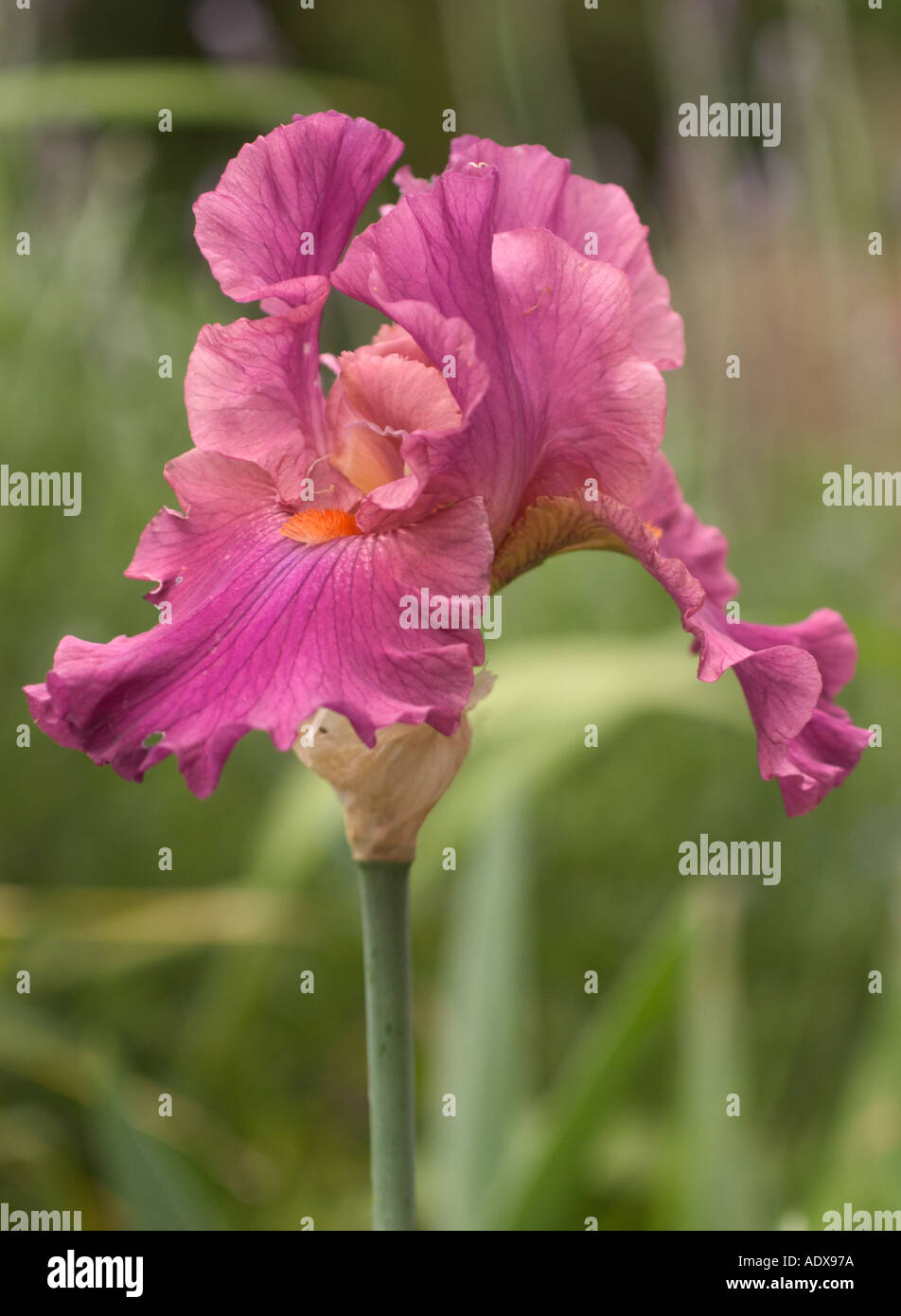 Magenta Bearded Iris Fort Mason Community Garden San Francisco ...