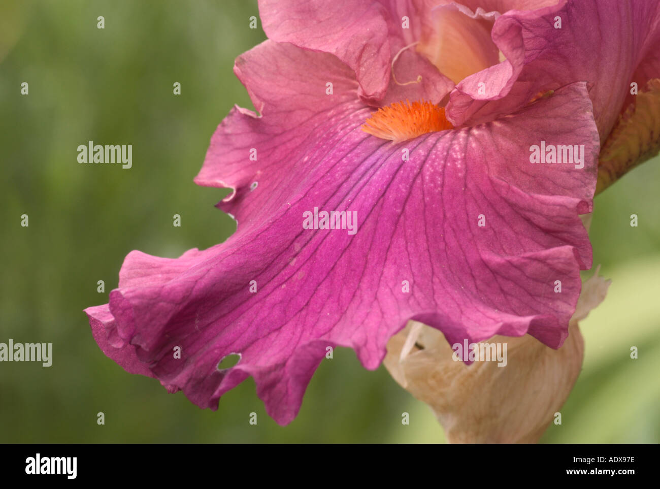Magenta Bearded Iris Fort Mason Community Garden San Francisco ...