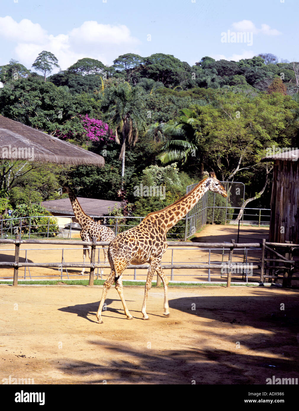 Long neck hi-res stock photography and images - Alamy