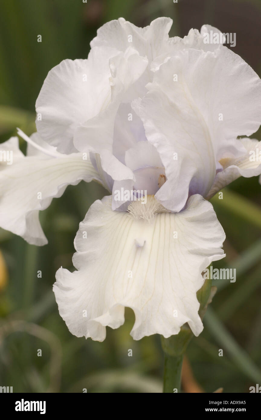 White Pale Lavender Bearded Iris Fort Mason Community Garden San ...