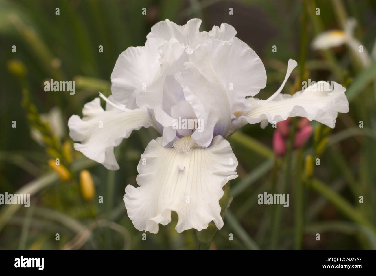 White Pale Lavender Bearded Iris Fort Mason Community Garden San ...