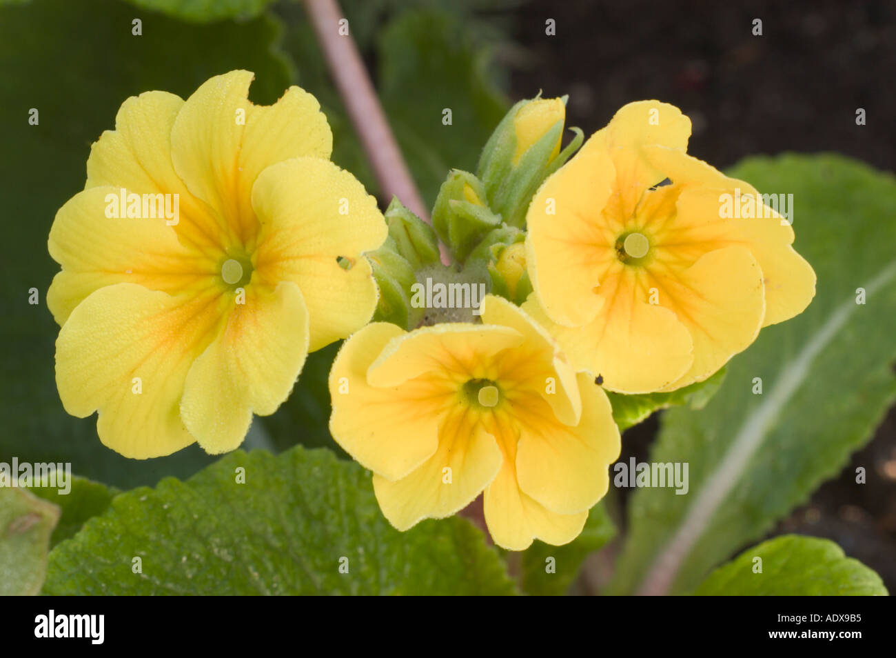 Yellow Primroses Fort Mason Community Garden San Francisco California ...