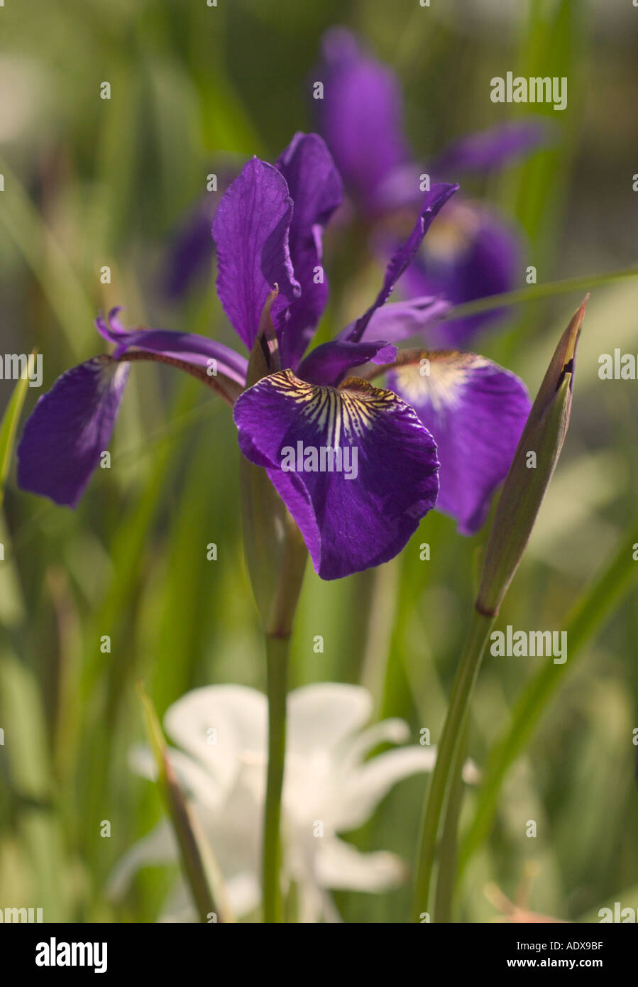 Iris Douglasiana High Resolution Stock Photography and Images - Alamy