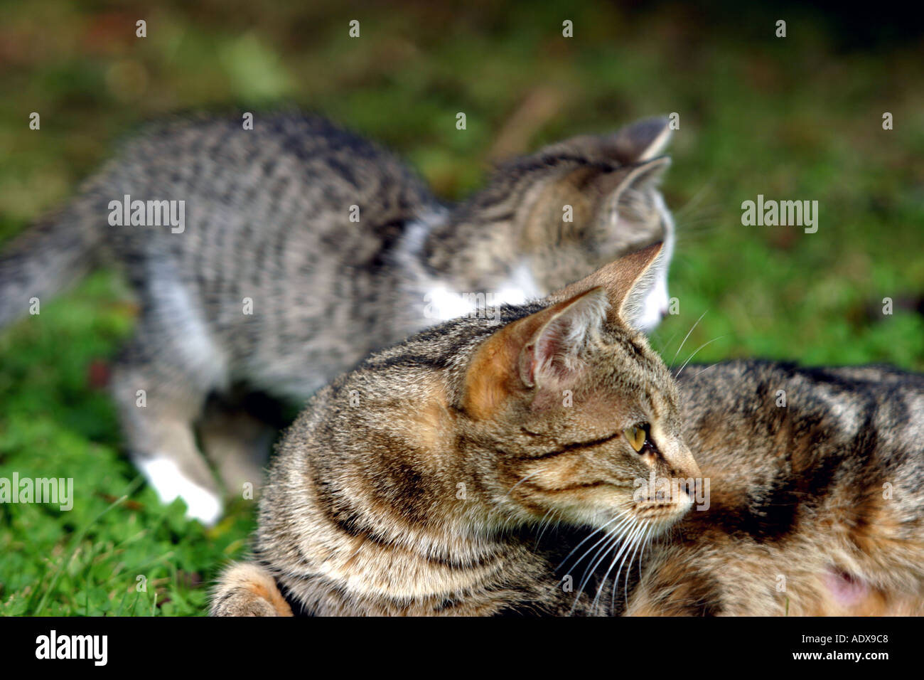 Cat educated kitten Stock Photo - Alamy