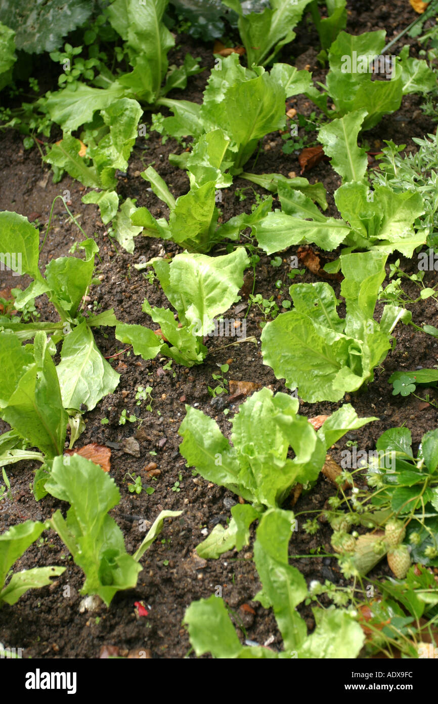 Garden lettuce crop Stock Photo - Alamy