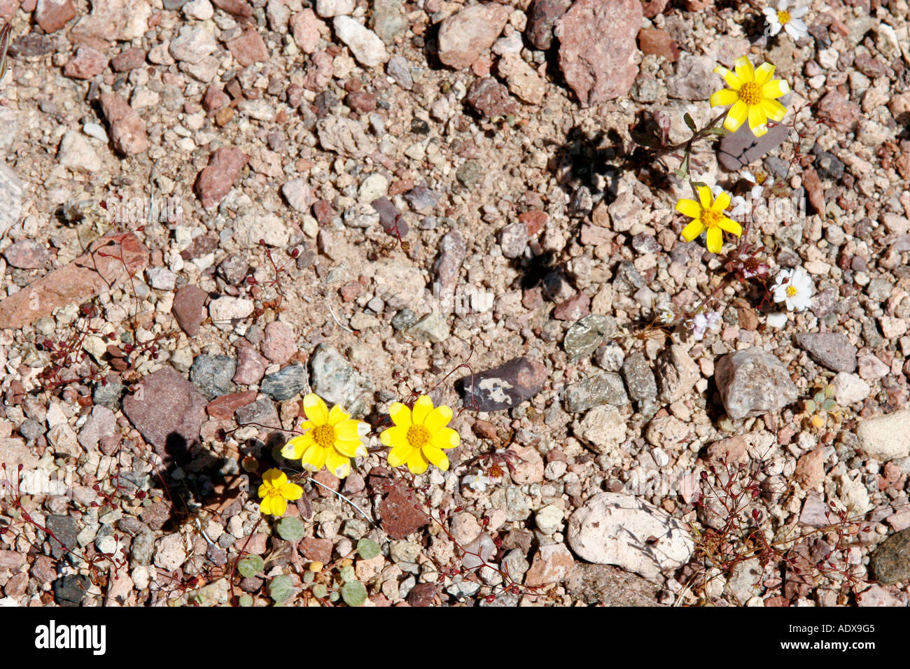 Yellow desert chicory hi-res stock photography and images - Alamy