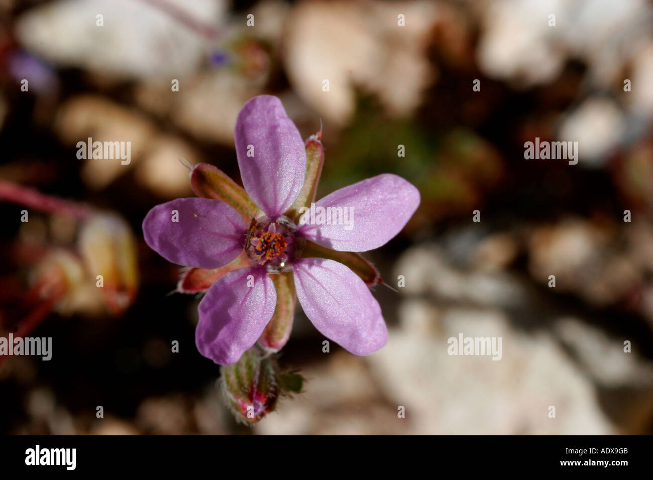 California filaree hi-res stock photography and images - Alamy