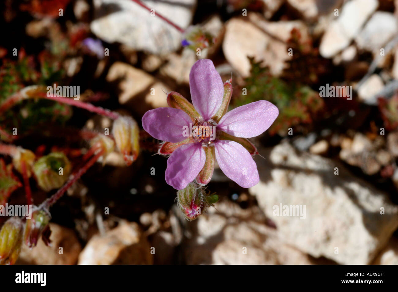 California filaree hi-res stock photography and images - Alamy
