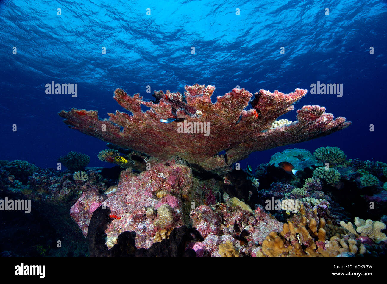 Tuau hi-res stock photography and images - Alamy