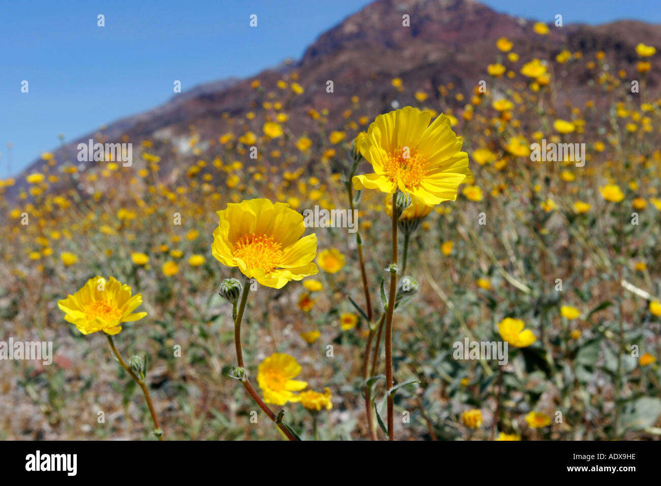 wildflowers in the desert desert sunflower Death Valley California USA ...