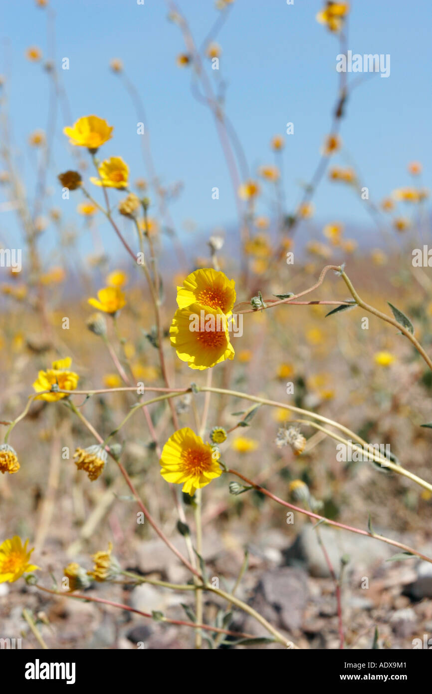 wildflowers in the desert desert sunflower Death Valley California USA ...