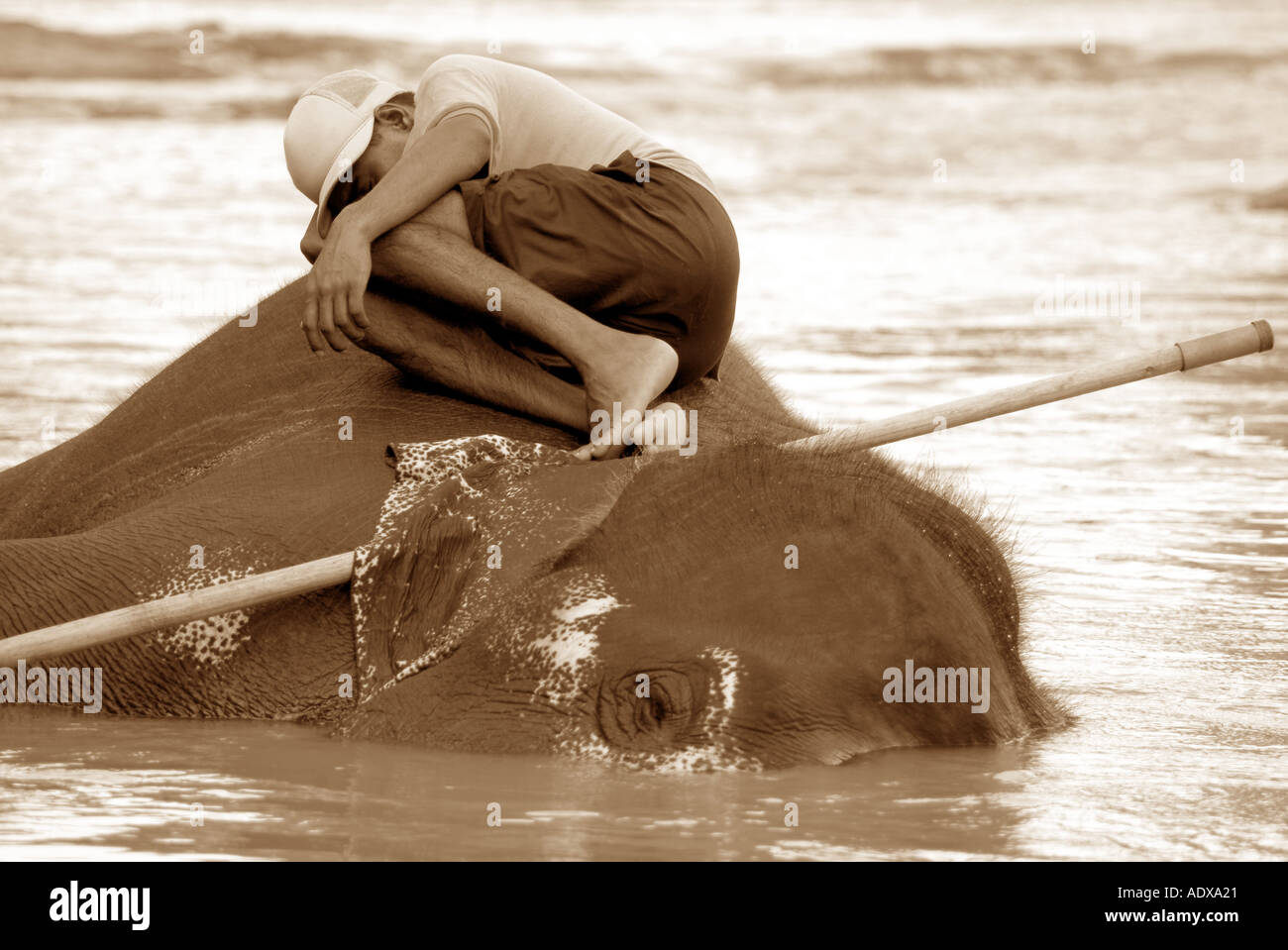 SRI LANKAN ELEPHANT BATHING WITH MAHOOT Stock Photo - Alamy