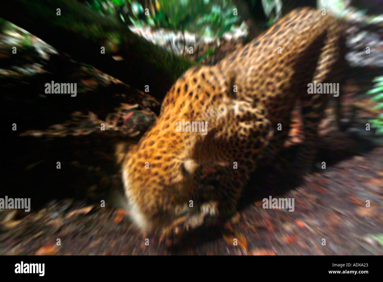 Leopard in Zoo Stock Photo - Alamy