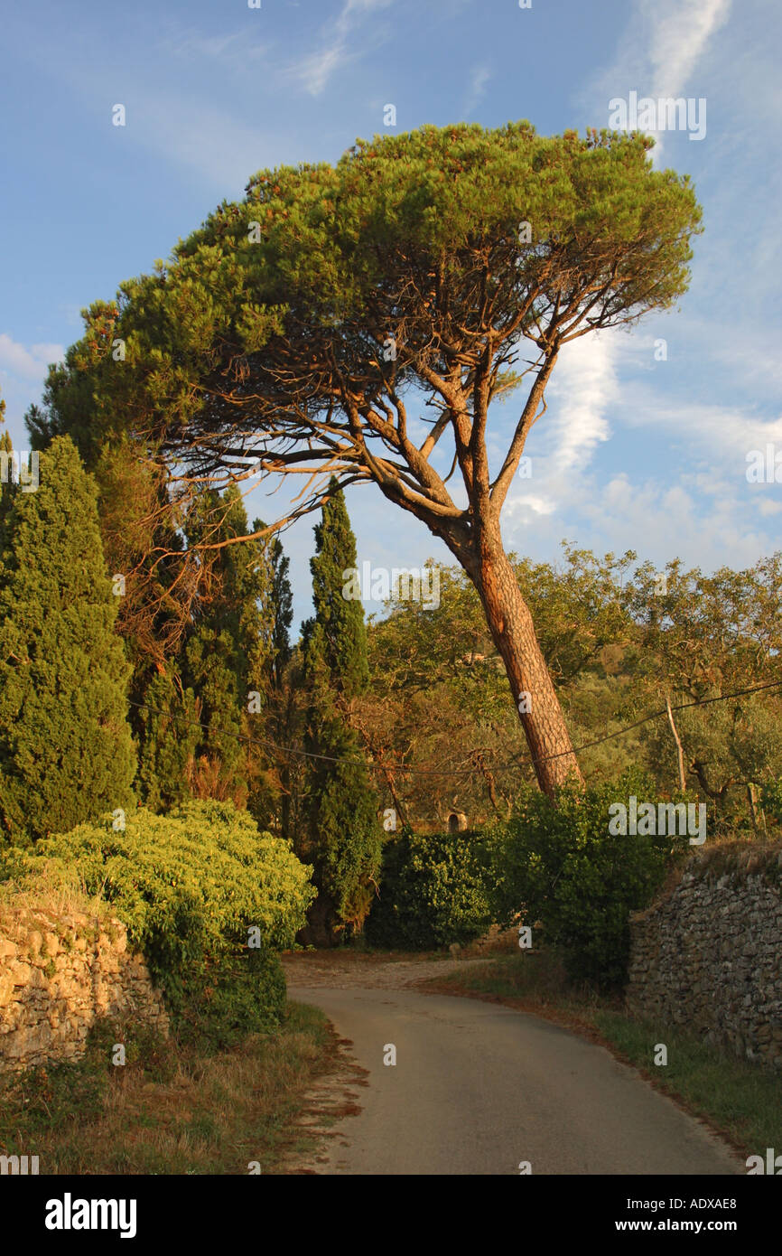 Umbrella pine tree cone hi-res stock photography and images - Alamy