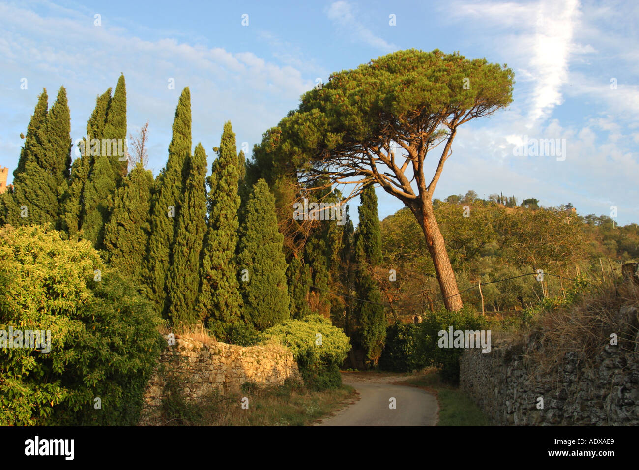 Umbrella pine tree cone hi-res stock photography and images - Alamy