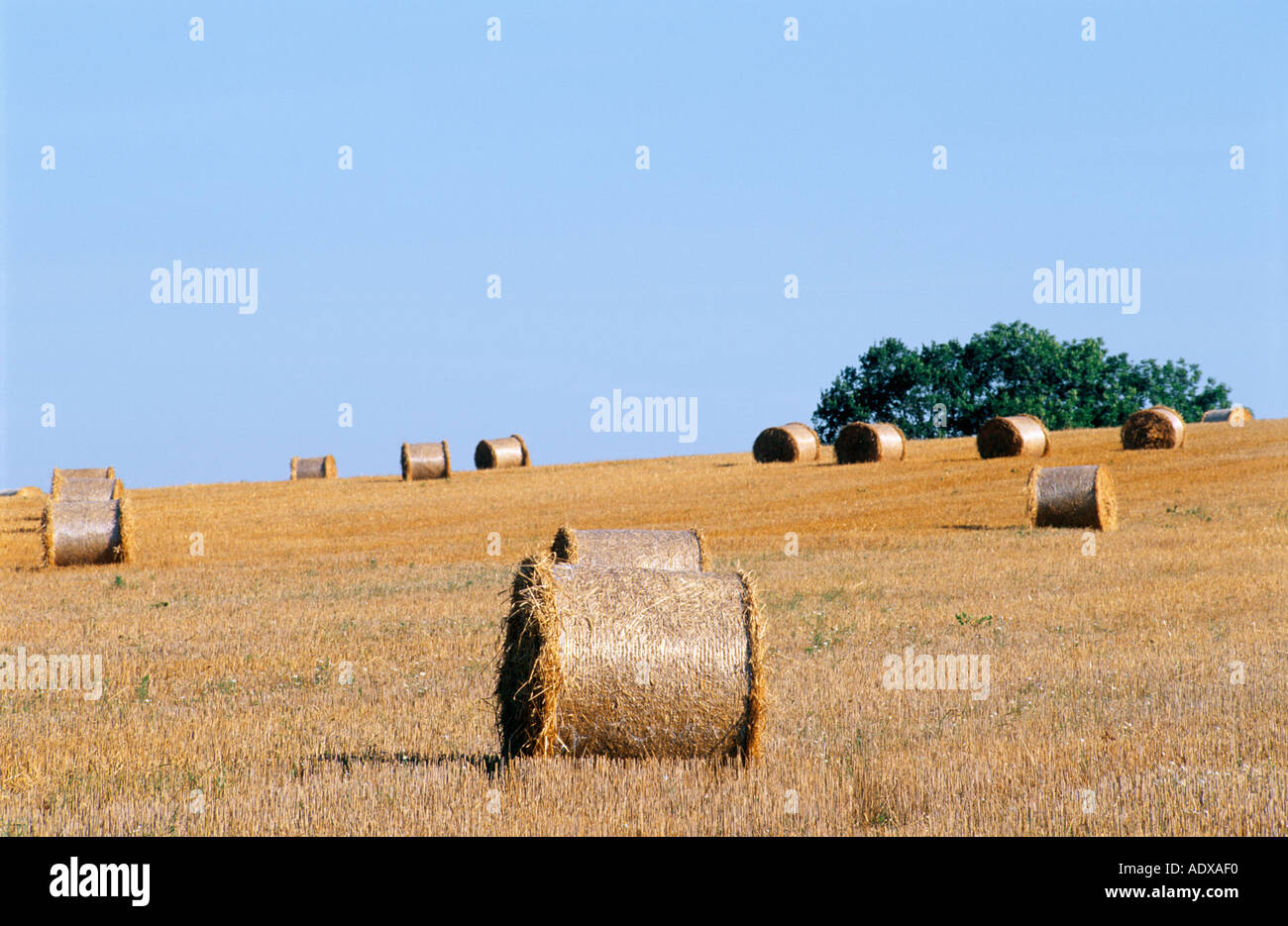 FIELD WITH HAY STACKS Stock Photo - Alamy