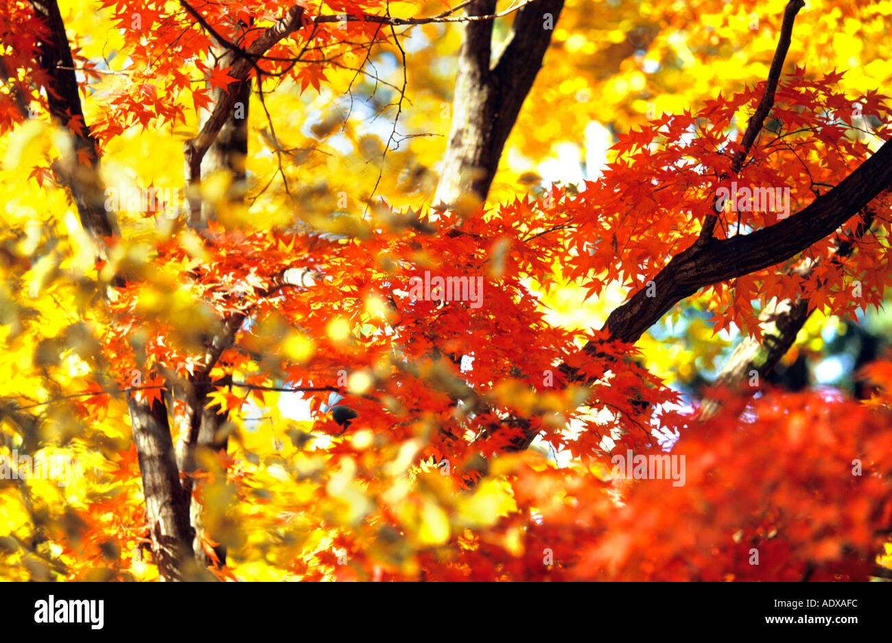 AUTUMN COLOURS Stock Photo - Alamy