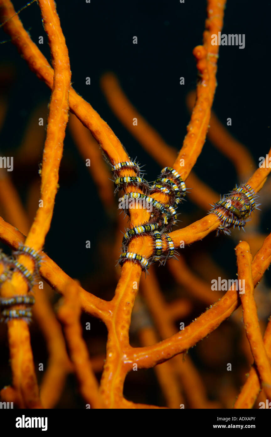 Hard cora hi-res stock photography and images - Alamy