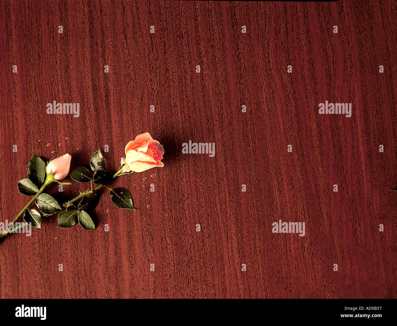 Concepts rose two couple roses rosebud rosebuds floor wooden flowers ...