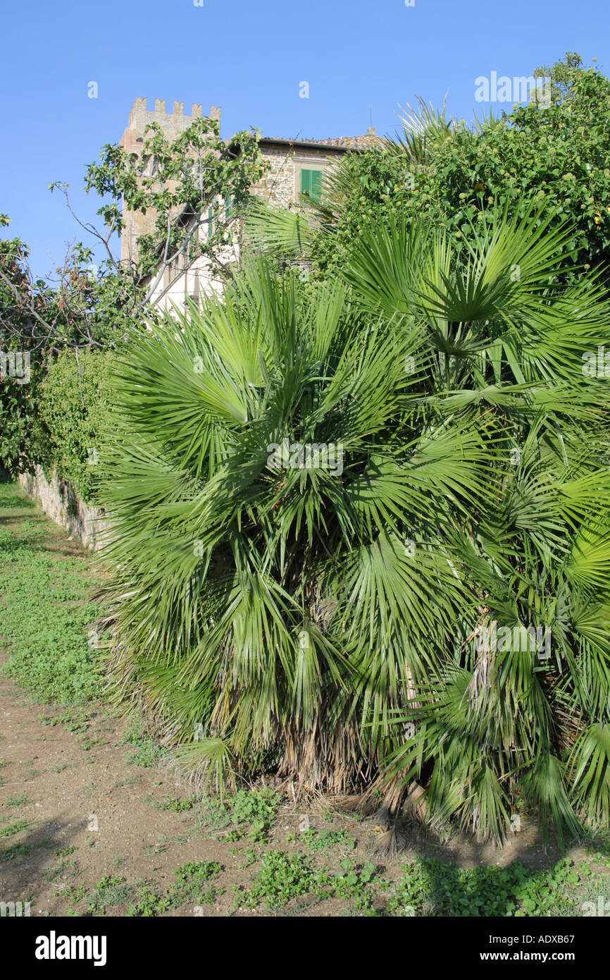 Phenix tree hi-res stock photography and images - Alamy