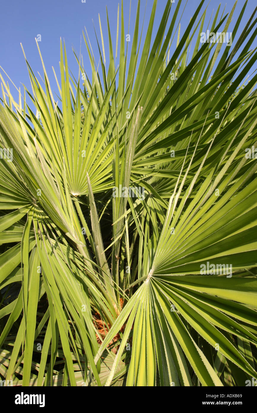 Phenix tree hi-res stock photography and images - Alamy
