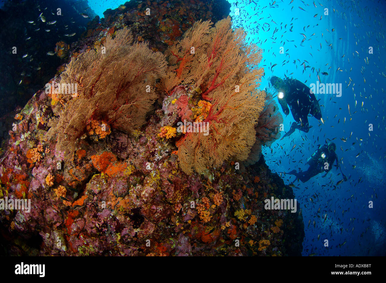 Reef reefs rodger hi-res stock photography and images - Alamy