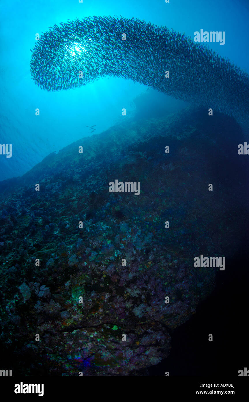 Bait ball hi-res stock photography and images - Alamy