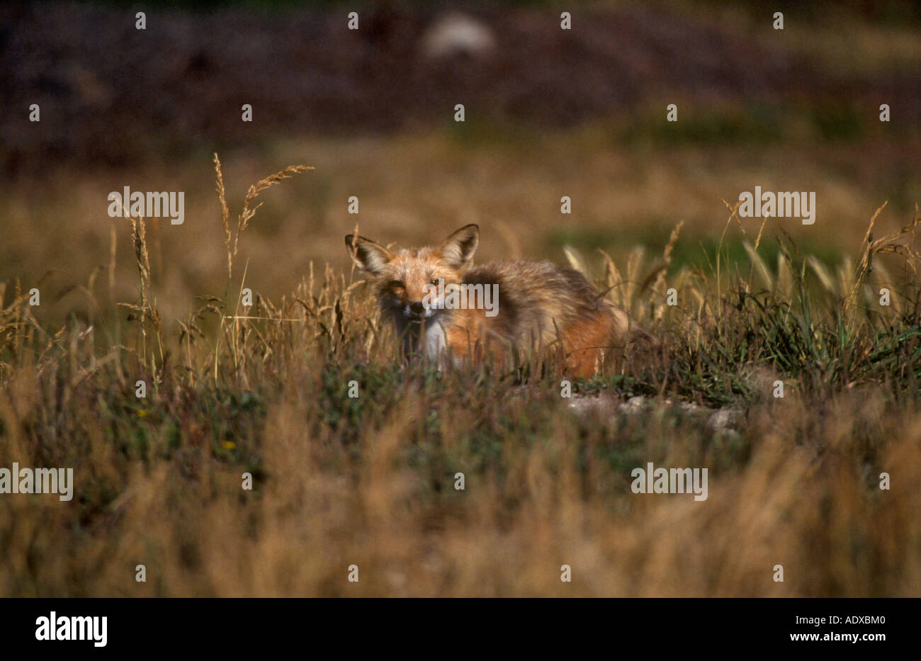 Fox on golf course hi-res stock photography and images - Alamy