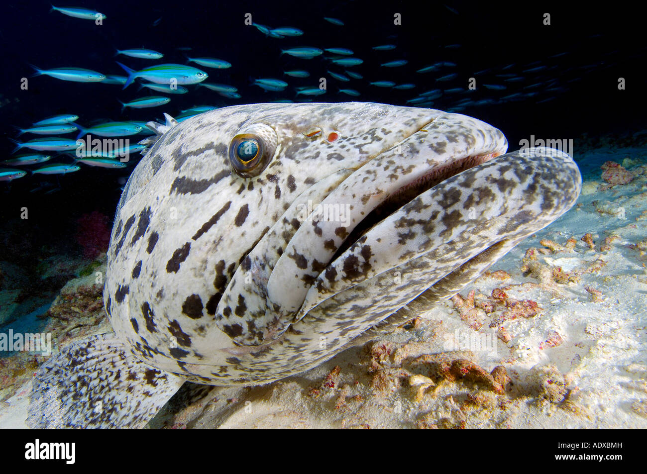 Grouper fish great barrier reef hi-res stock photography and images - Alamy