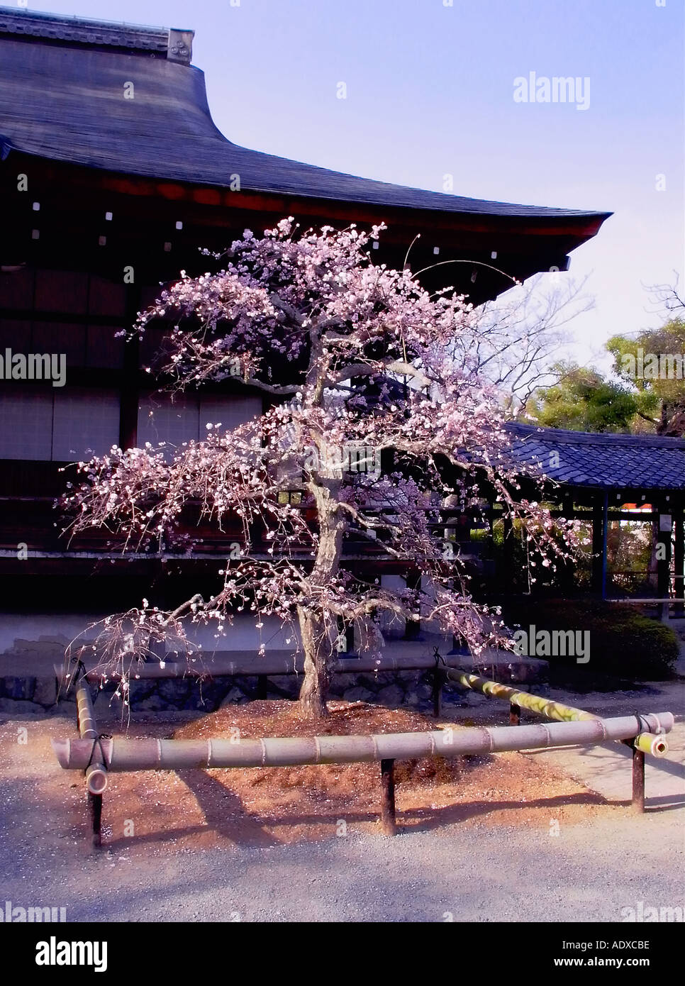 A sacred tree in blossom at Arashiyama Kyoto Japan Stock Photo - Alamy