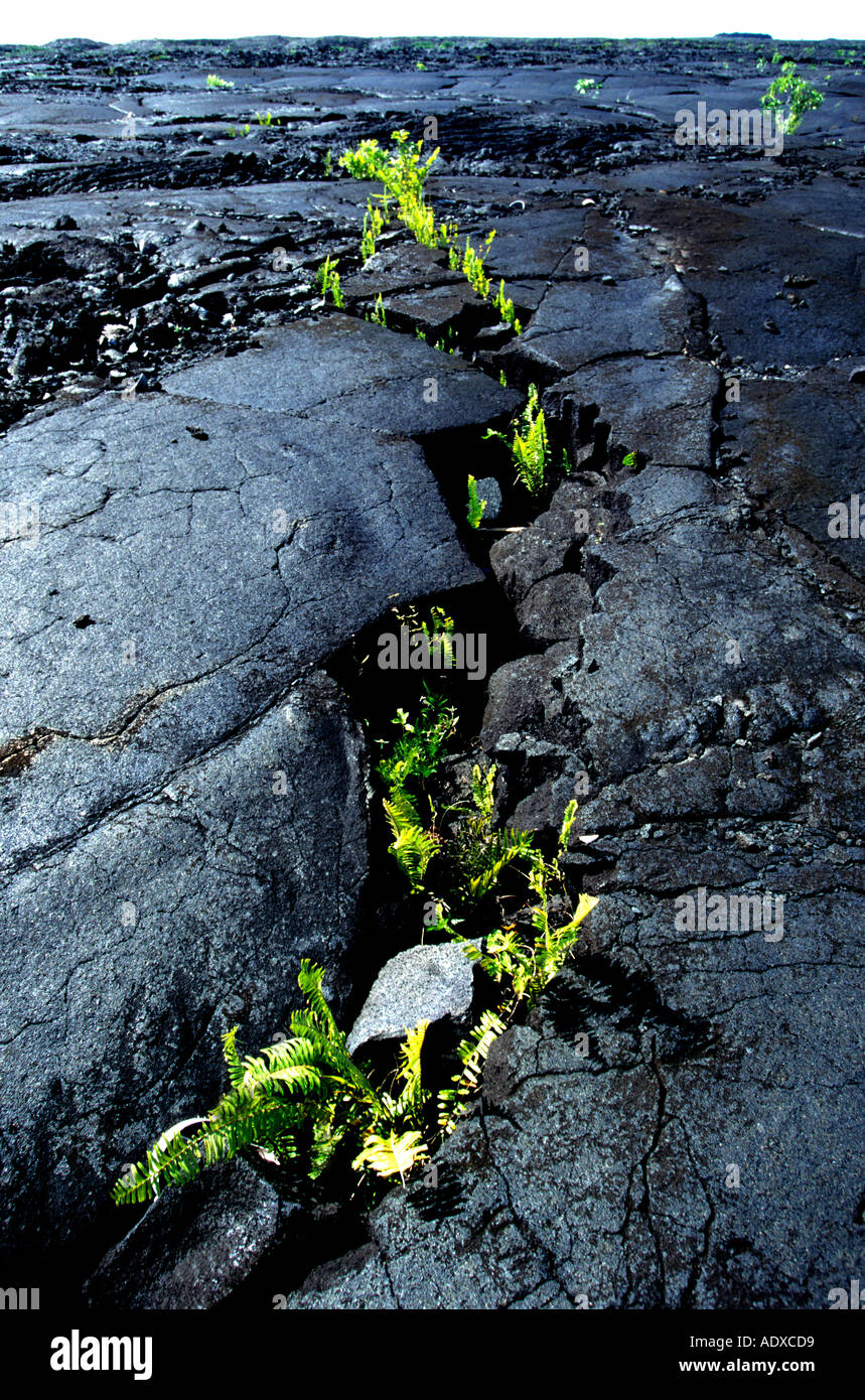 plant life regenerates through a cleft in volcanic lava flow in Western ...