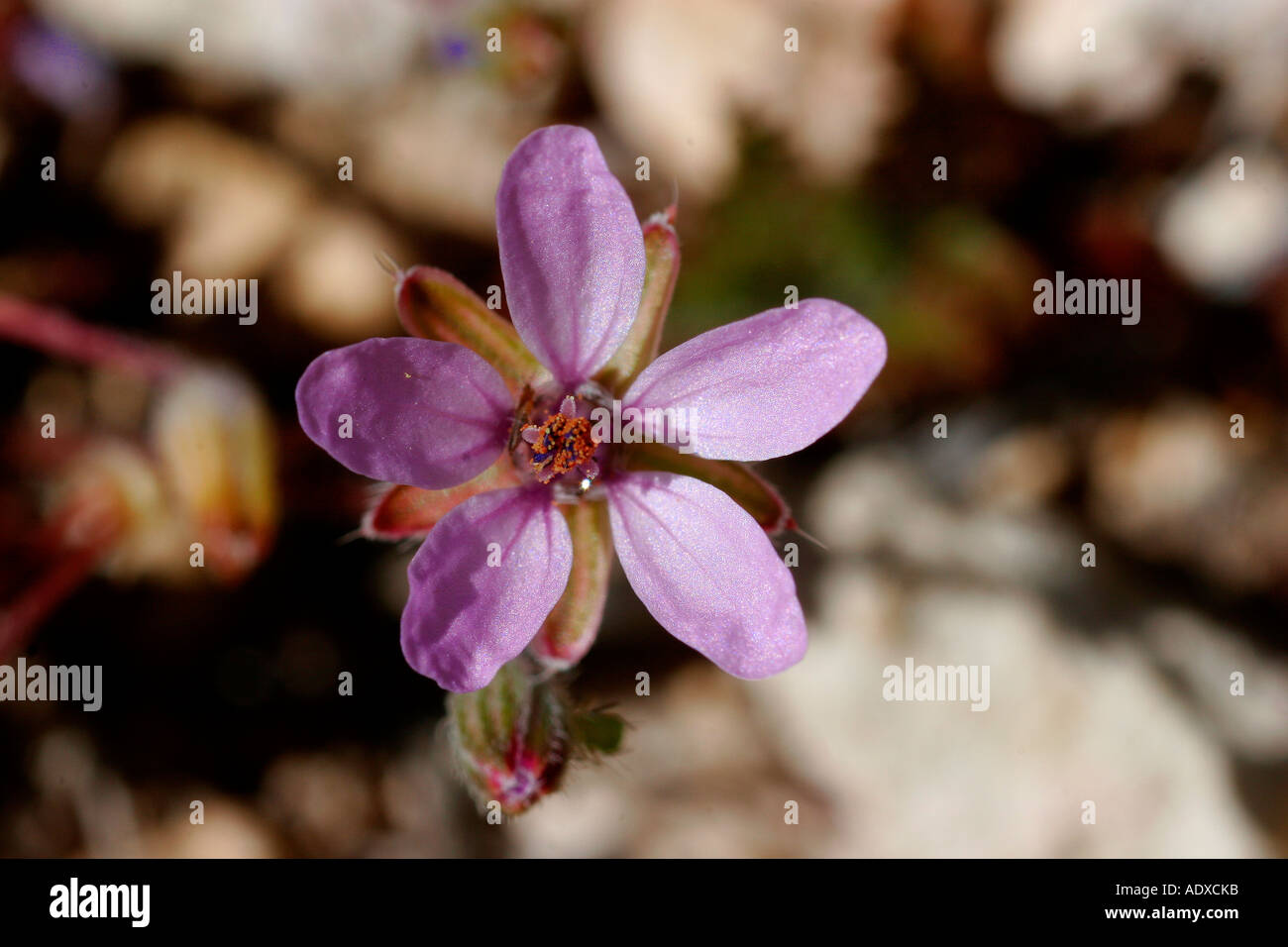 California filaree hi-res stock photography and images - Alamy