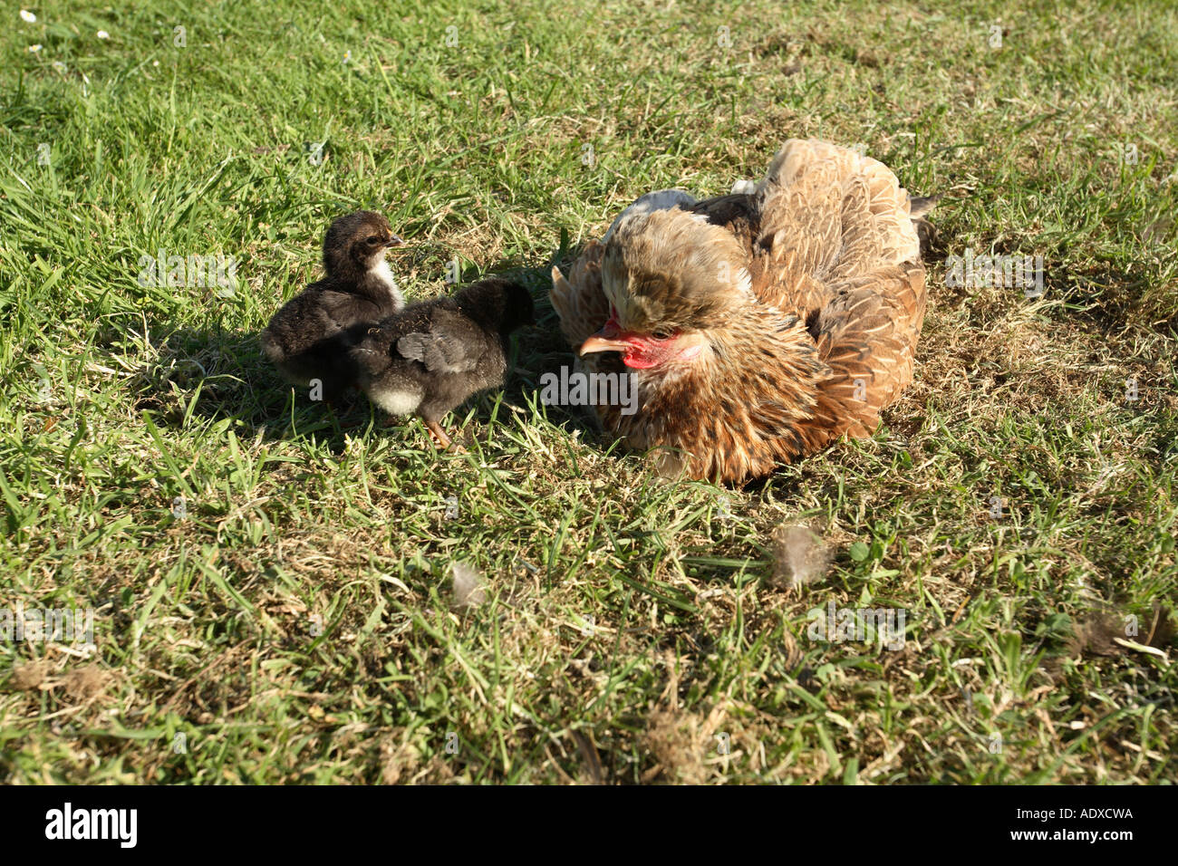 Chicks chicken farming hi-res stock photography and images - Alamy