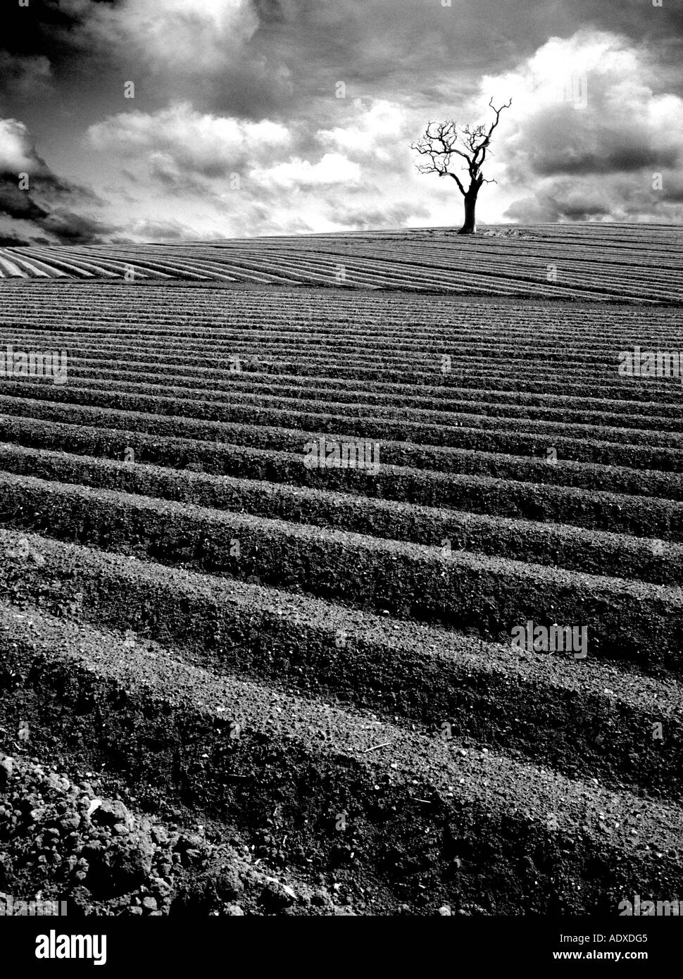 Tree and furrows in a Norfolk field Stock Photo - Alamy