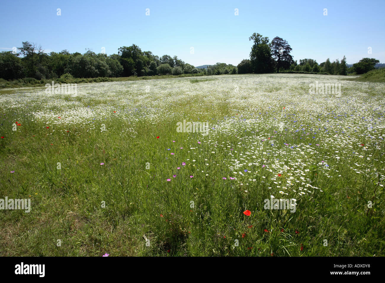 Wild flower meadow, Surrey, England Stock Photo - Alamy