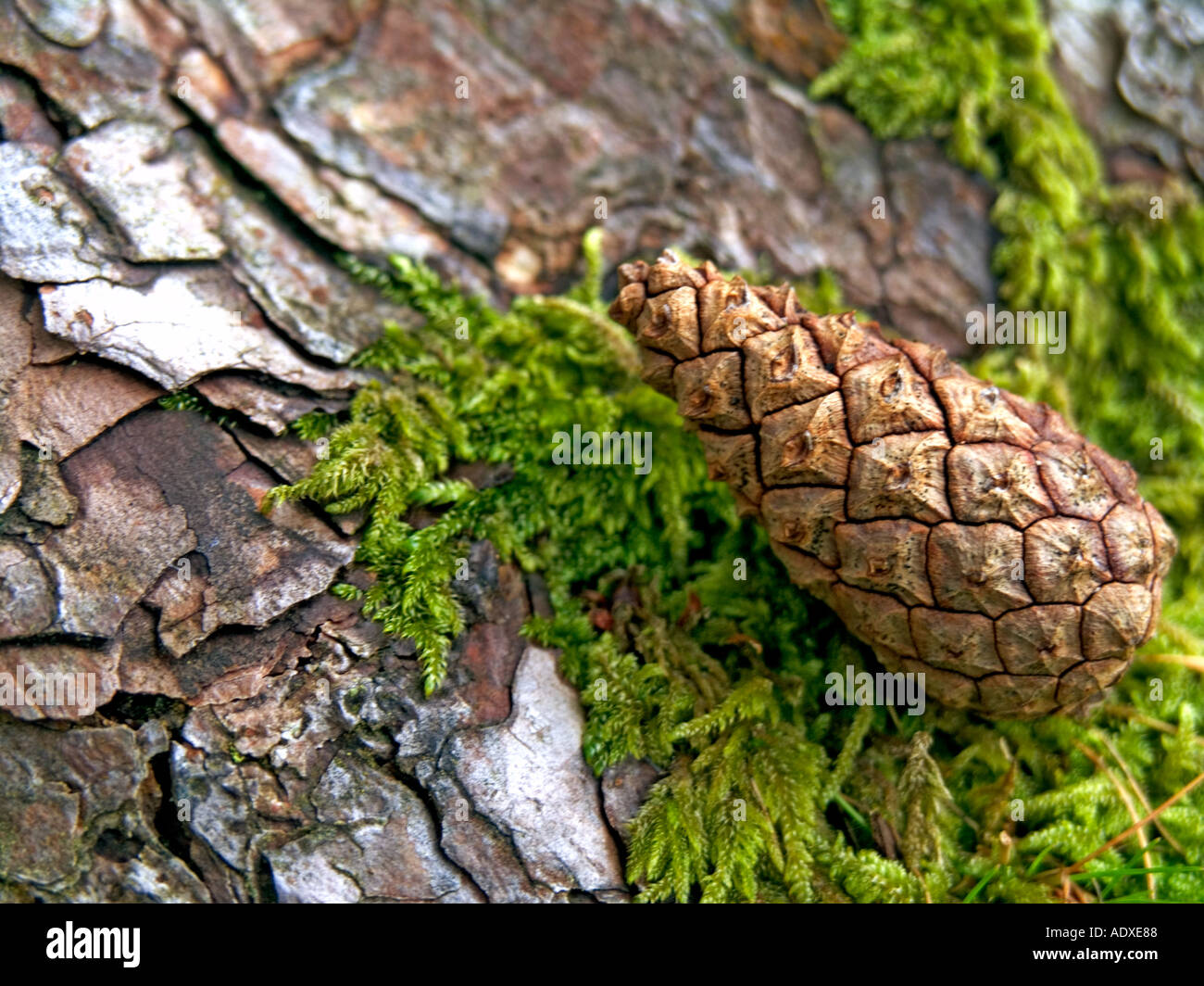 Cones lying on the forest floor hi-res stock photography and images - Alamy