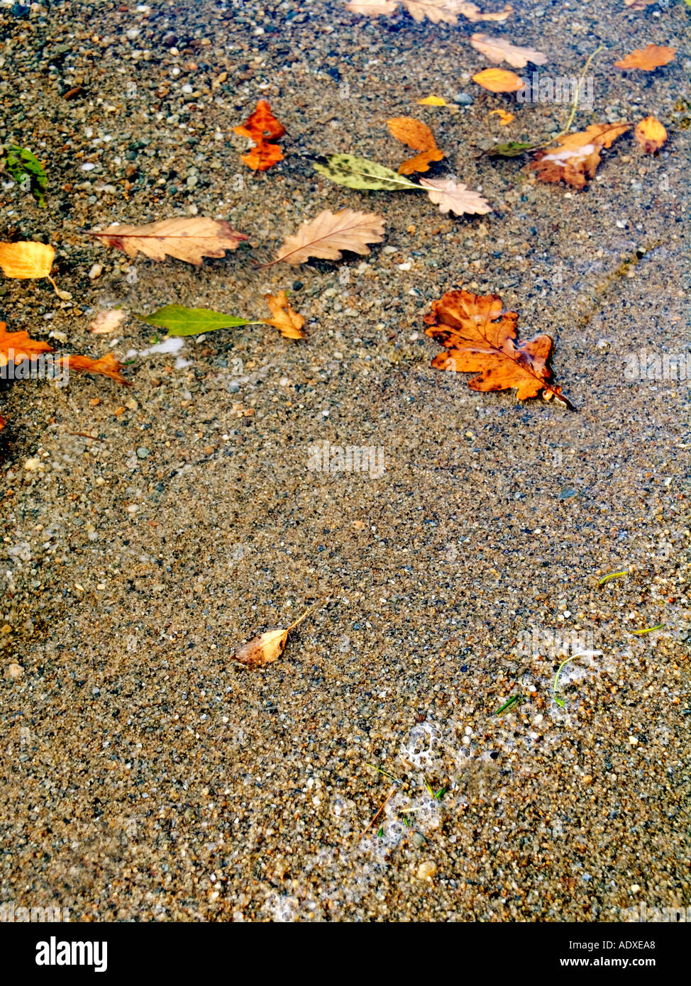 AUTUMN LEAVES FLOATING IN LOCH Stock Photo - Alamy