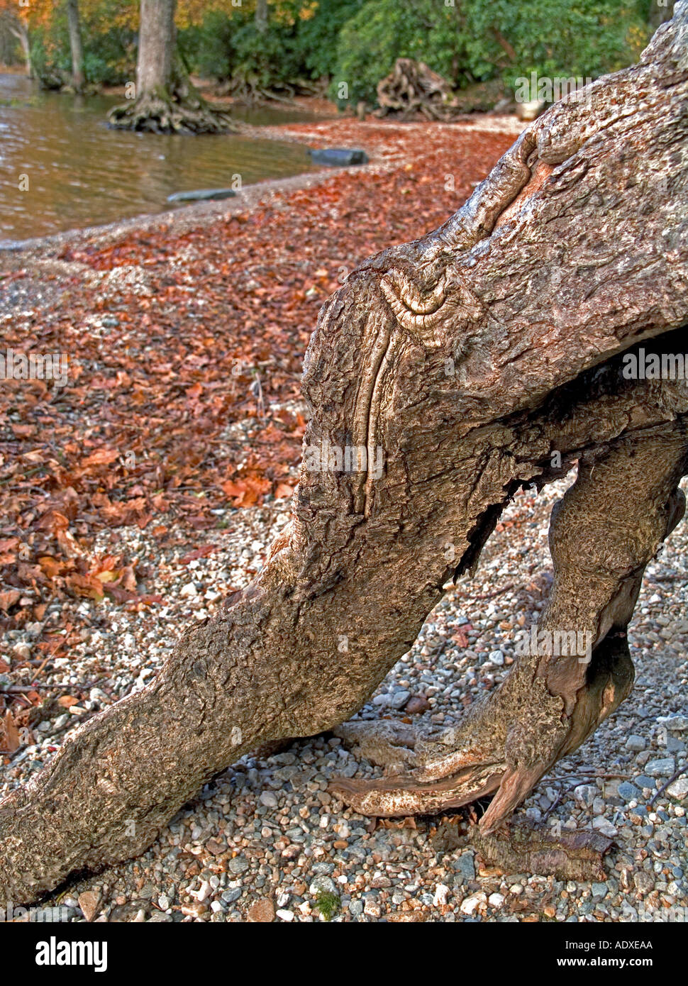 Beach shore trees hi-res stock photography and images - Alamy