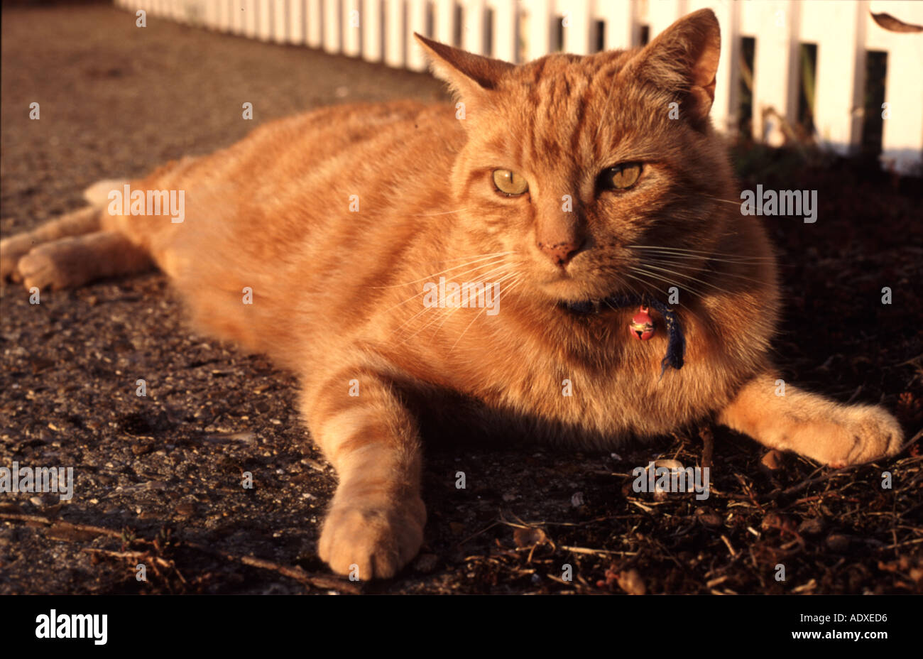 Ginger tom cat uk hi-res stock photography and images - Alamy