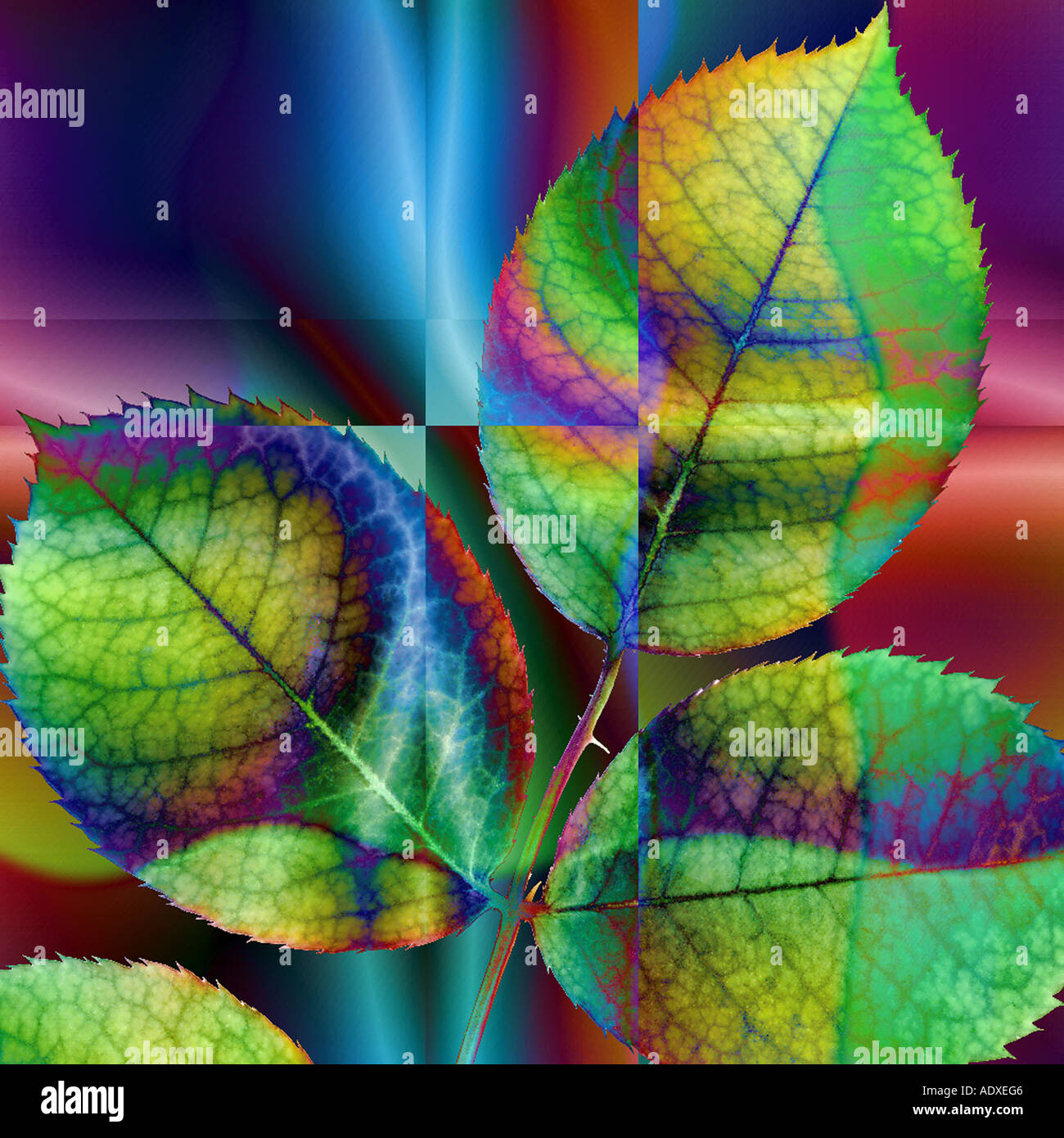 Abstract creation including a rose leaf Stock Photo - Alamy
